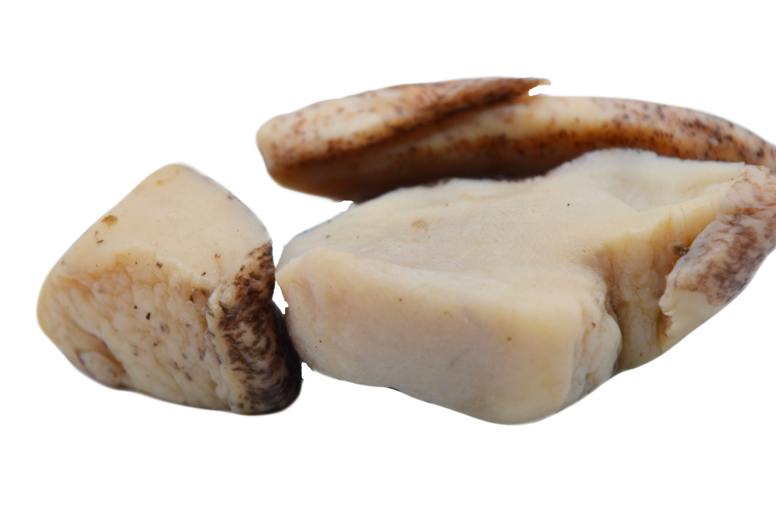 Yette (Yet ou Escargot de mer) – La pièce – ISSANNY