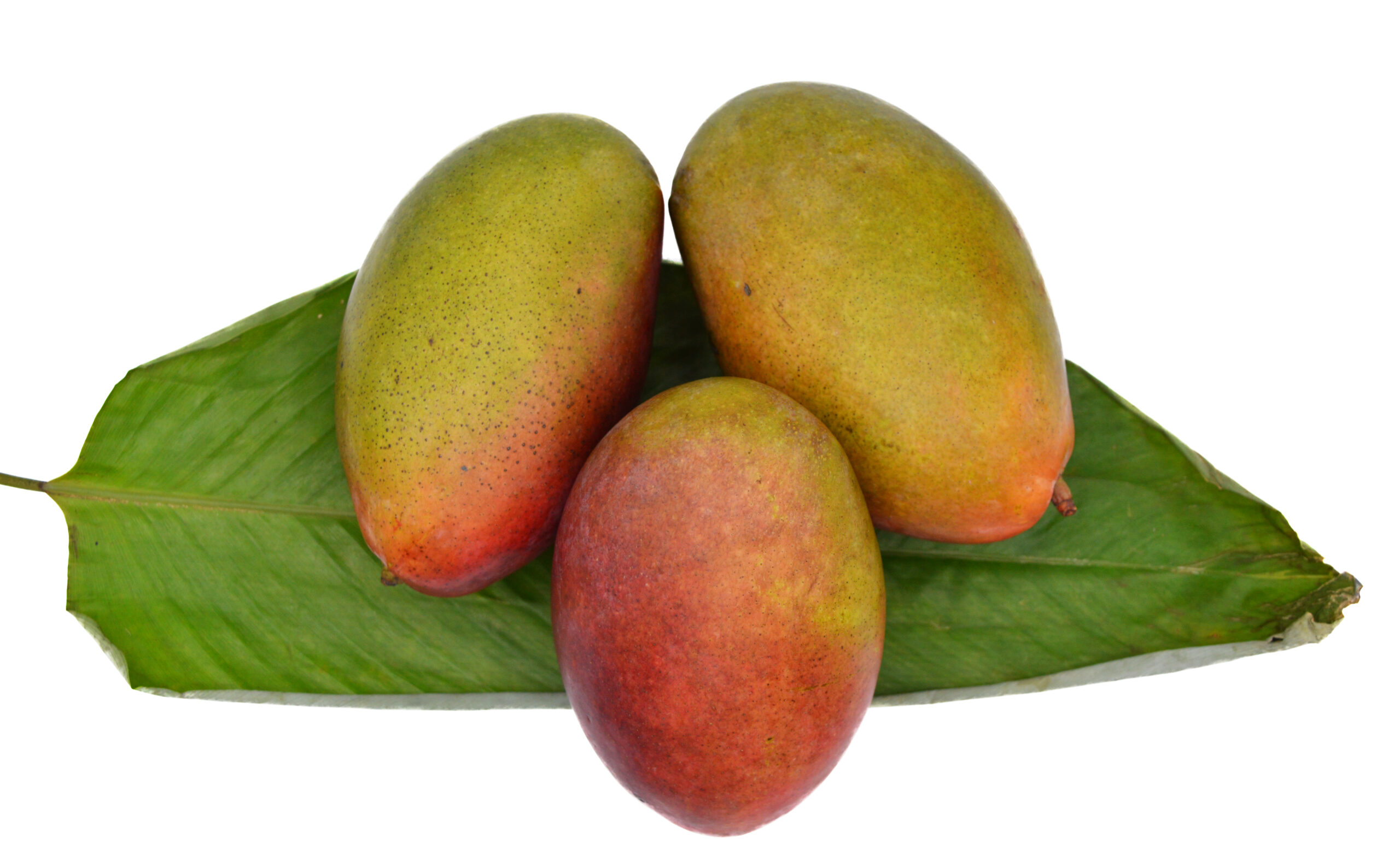 Mangues Tropicales – La pièce – ISSANNY