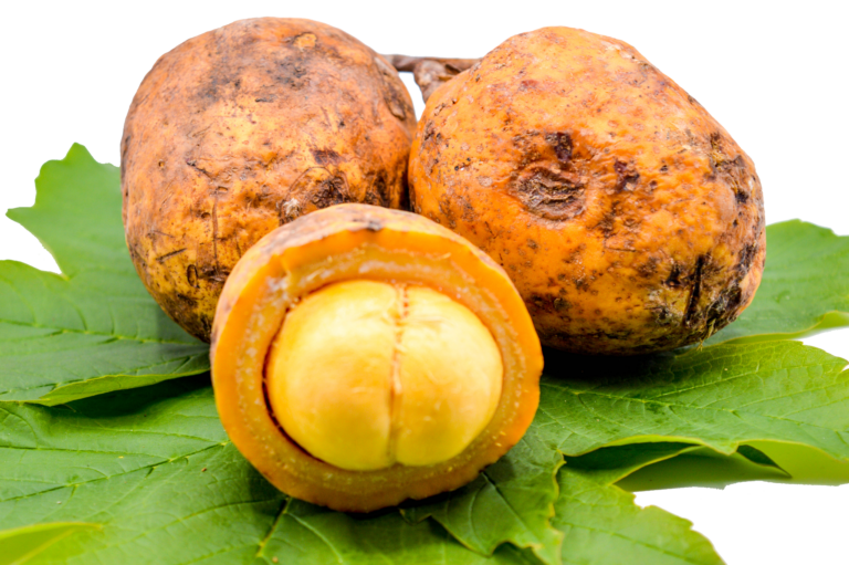 Madd ou Côcôta ou Zaban – 1kg – ISSANNY