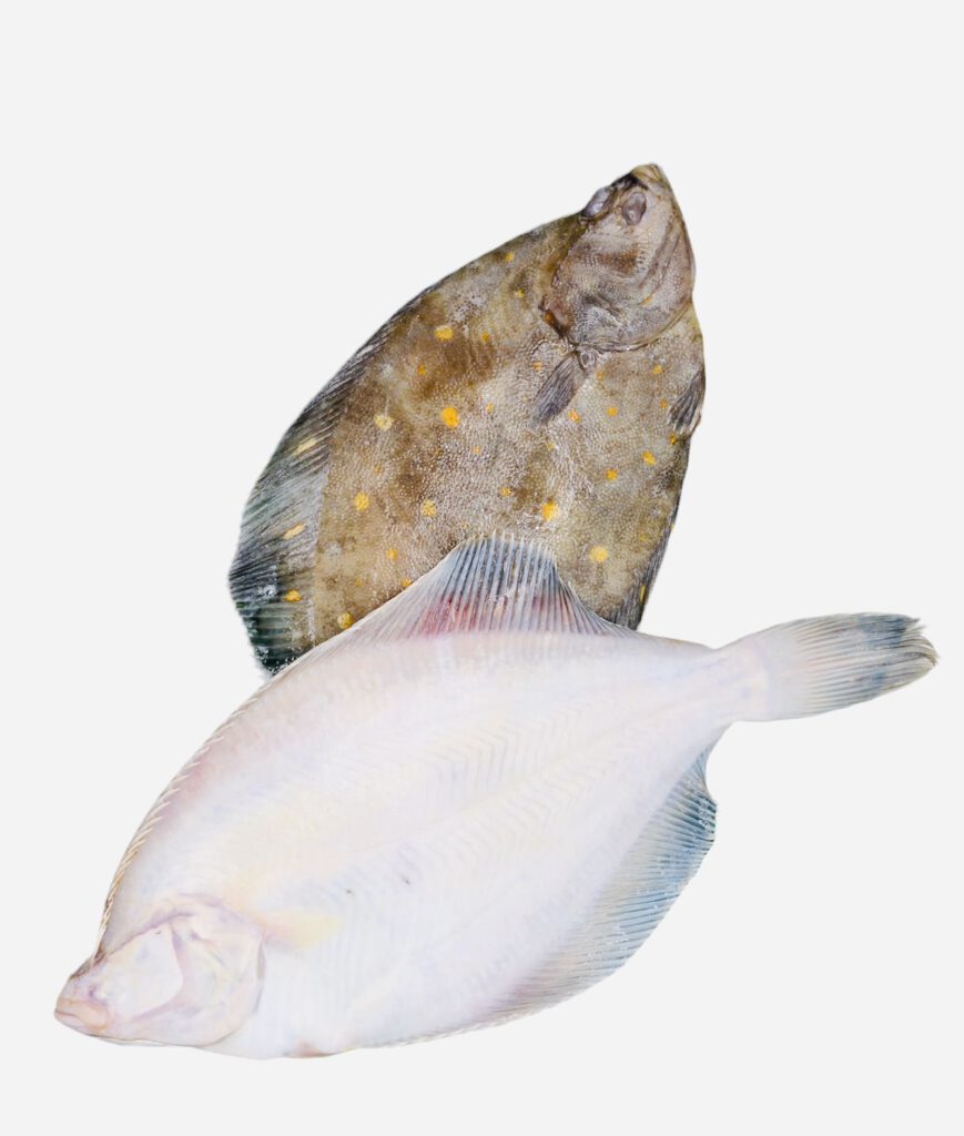 Poisson Sol ou Poisson Plat – 1kg – ISSANNY