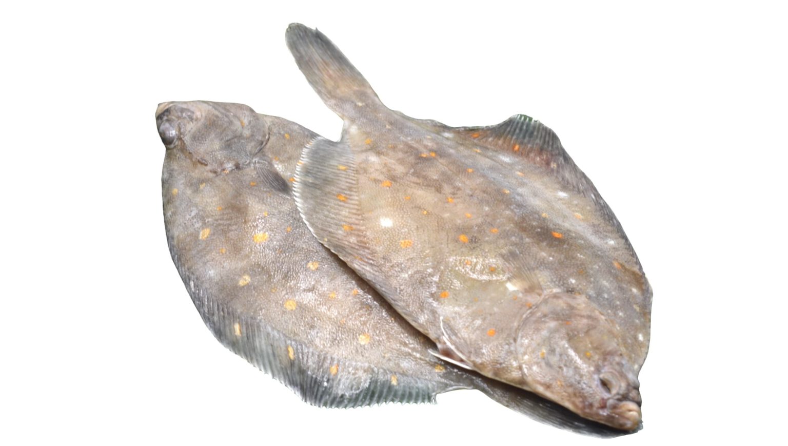 Poisson Sol ou Poisson Plat – 1kg – ISSANNY